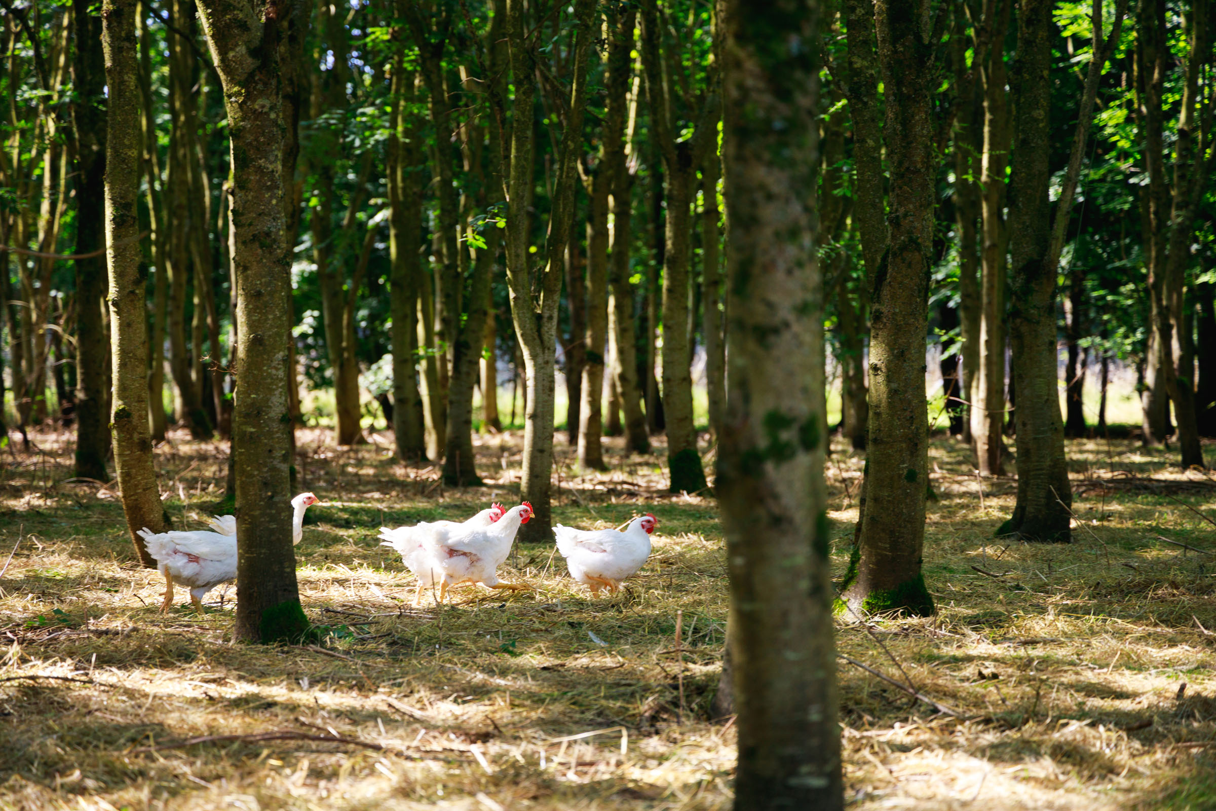 Oxleaze Farm, Capestone Organic Outgrower • percolated.photography