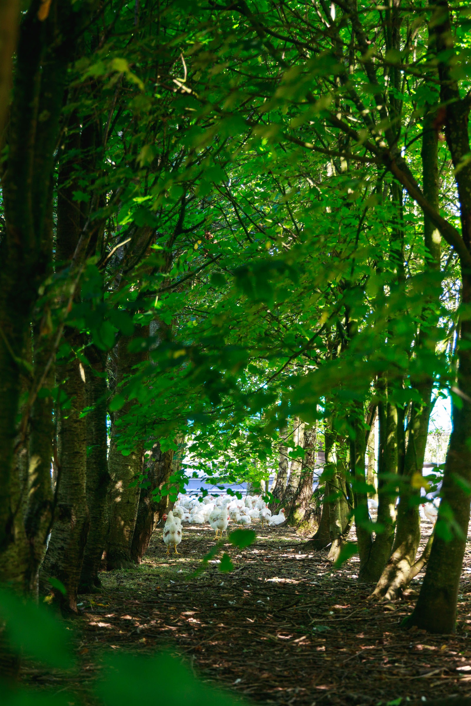 Oxleaze Farm, Capestone Organic Outgrower • percolated.photography